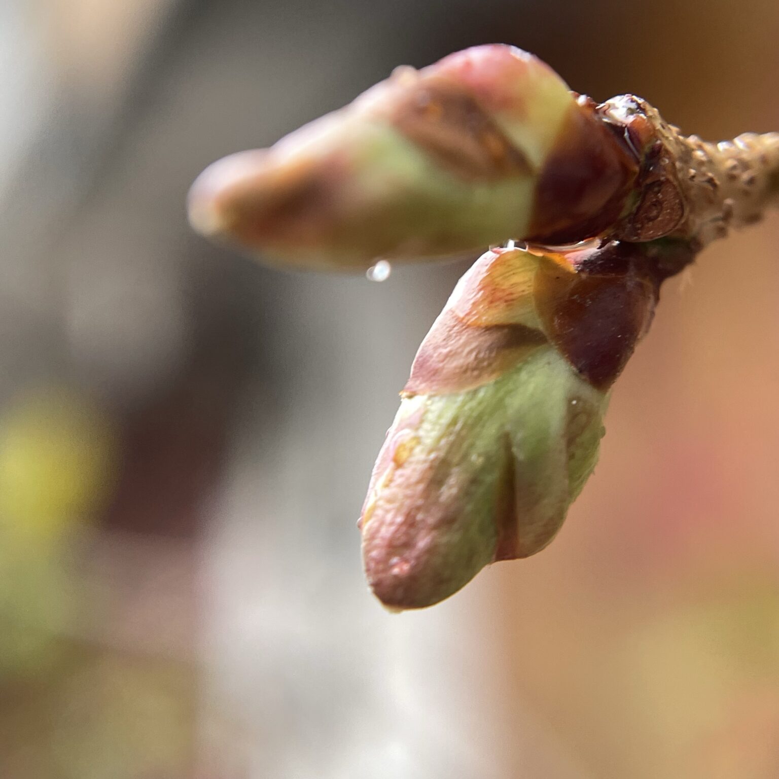 blog – 高円寺のメガネ屋さん powerspex BOSTON